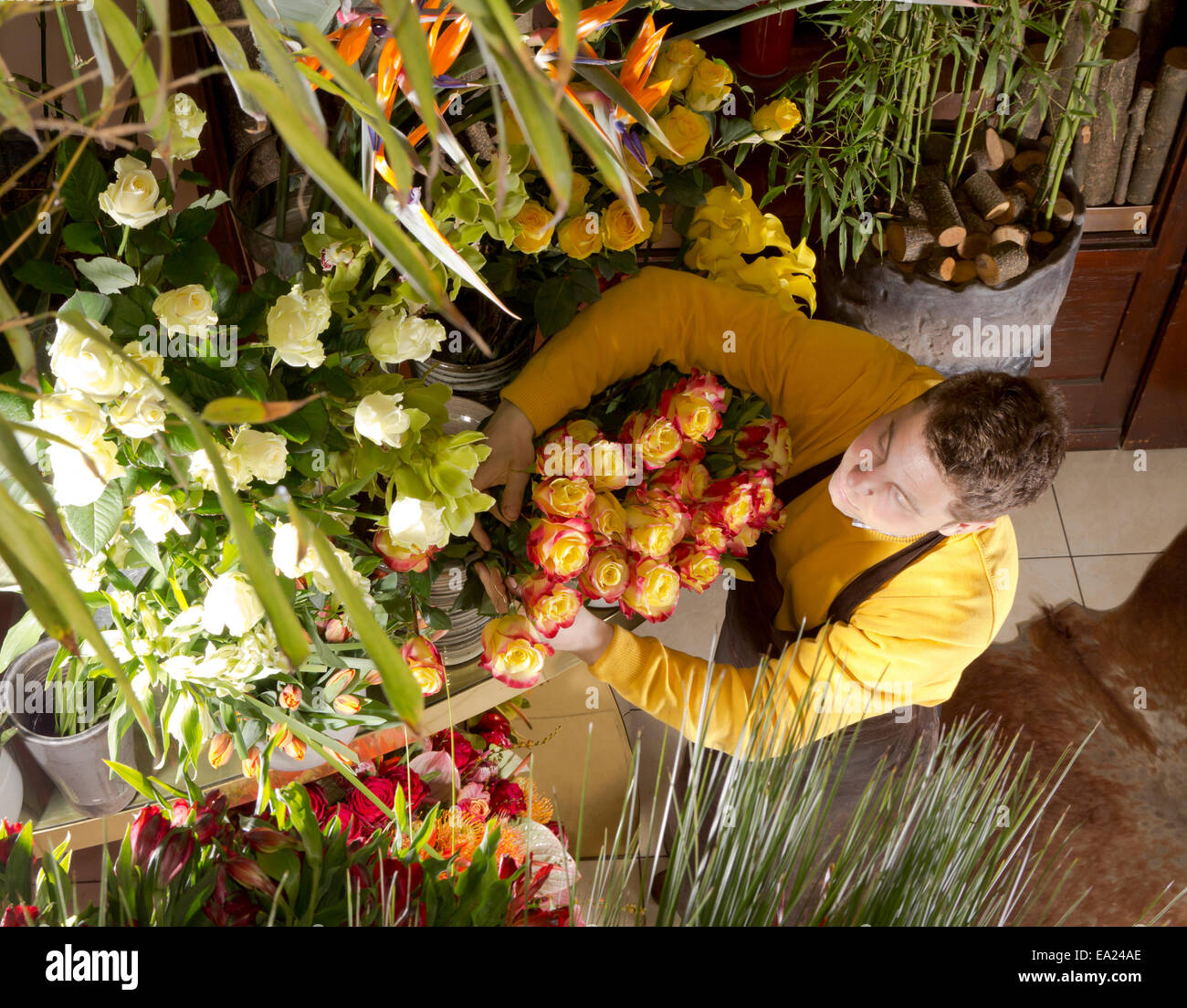 Male florist arranging plant display hi-res stock photography and ...