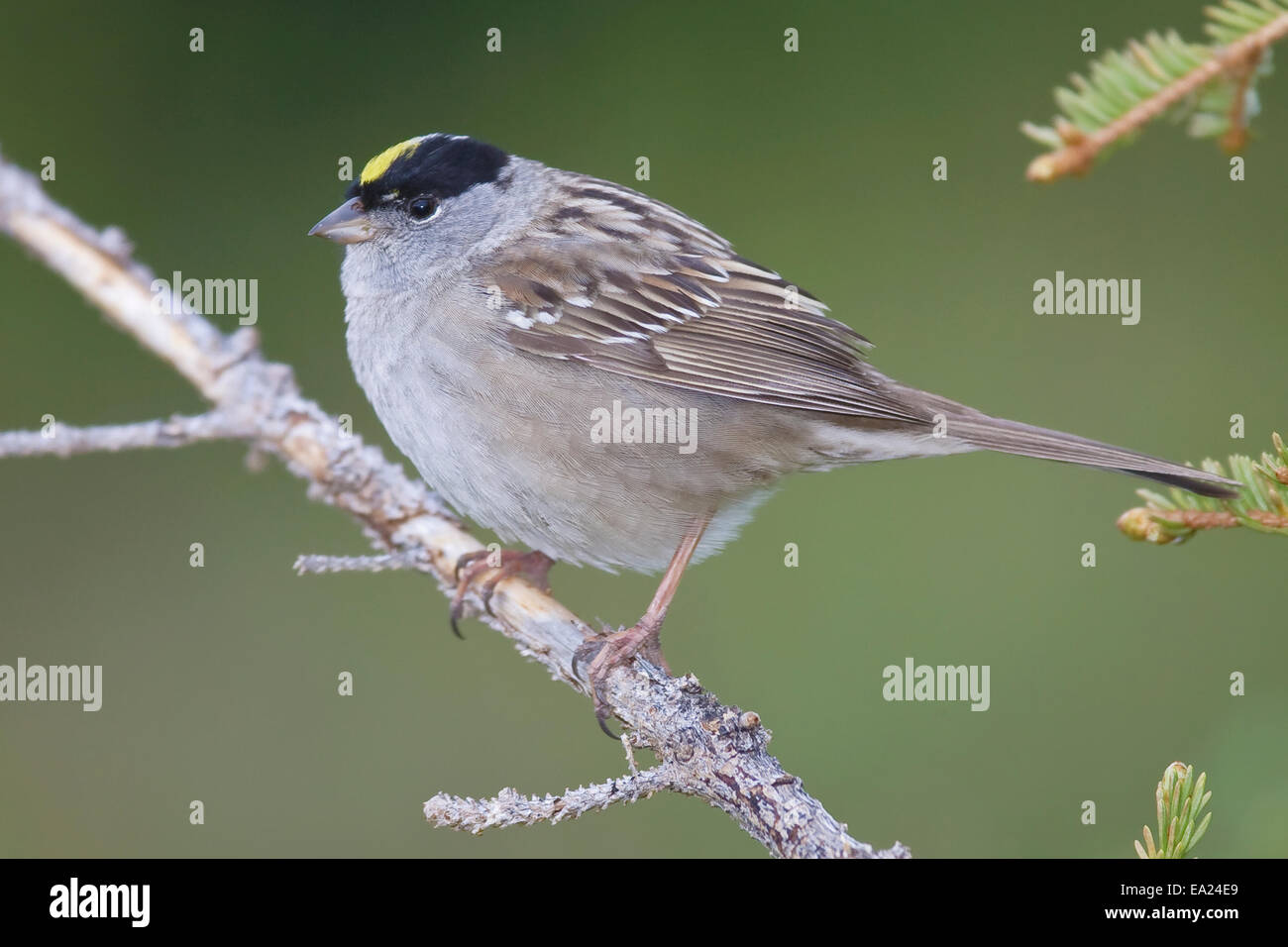 Gold sparrow hi-res stock photography and images - Alamy