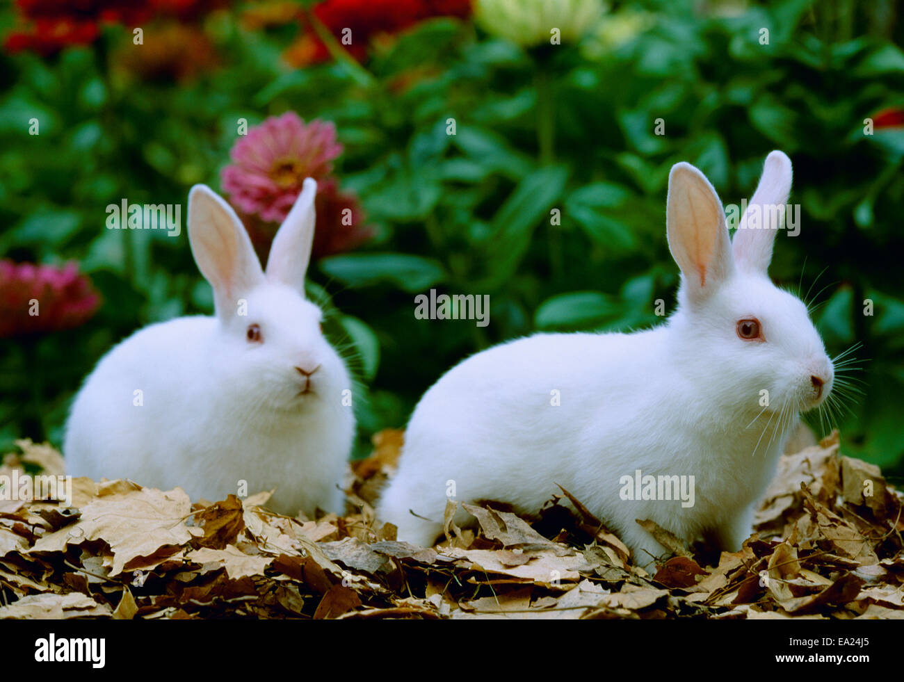 Livestock - Domestic Rabbits, New Zealand rabbits in a garden ...
