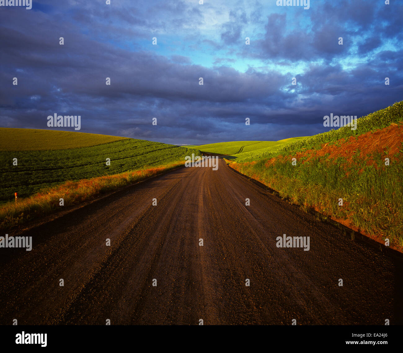 A gravel country road passes through rolling grain fields in late ...
