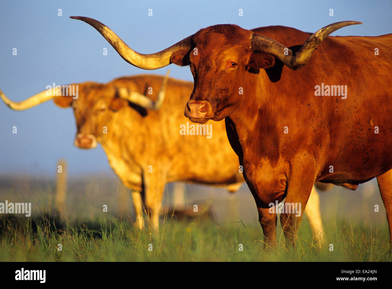Livestock - Two Longhorn beef steers stand in a green pasture / Montana ...