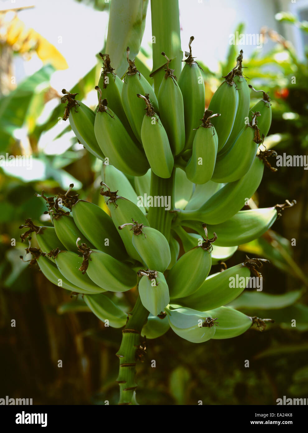 Agriculture - Maturing bananas on the stalk in open shade / San Diego ...