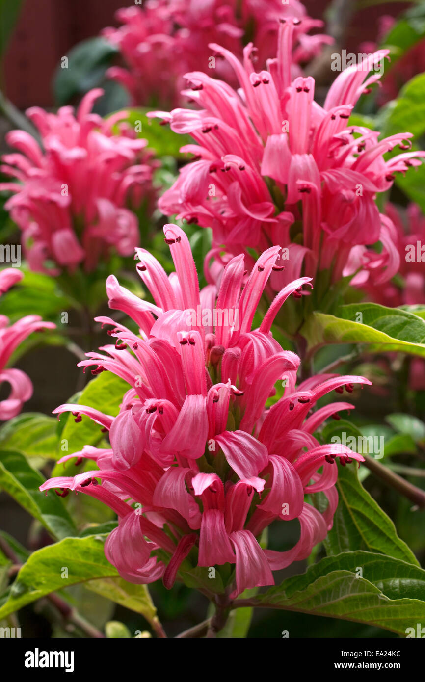 Agriculture - Brazilian Plume Flower (Justicia carnea) / San Diego ...