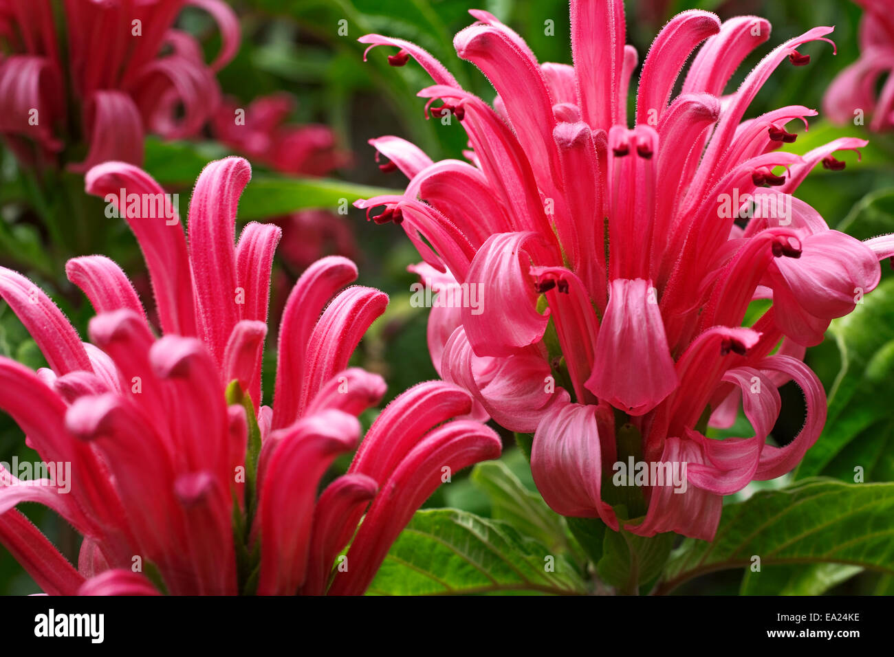 Agriculture - Brazilian Plume Flower (Justicia carnea) / San Diego ...