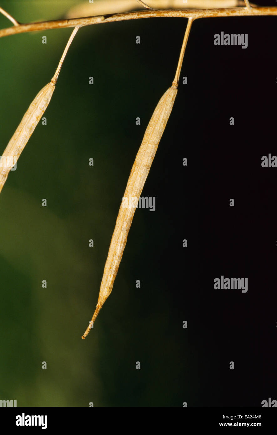 Single mature canola pod hi-res stock photography and images - Alamy