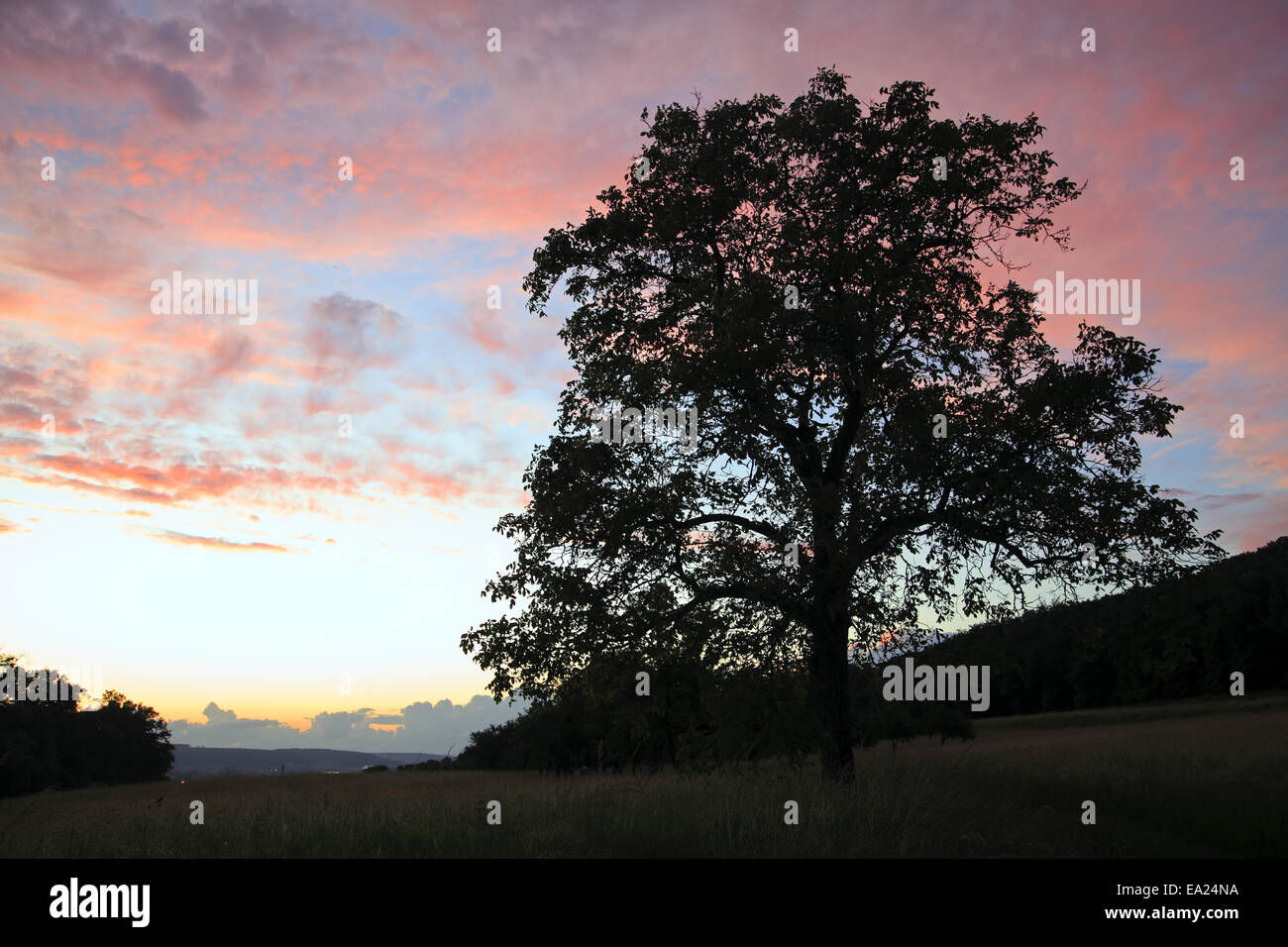 Walnut tree france hi-res stock photography and images - Alamy