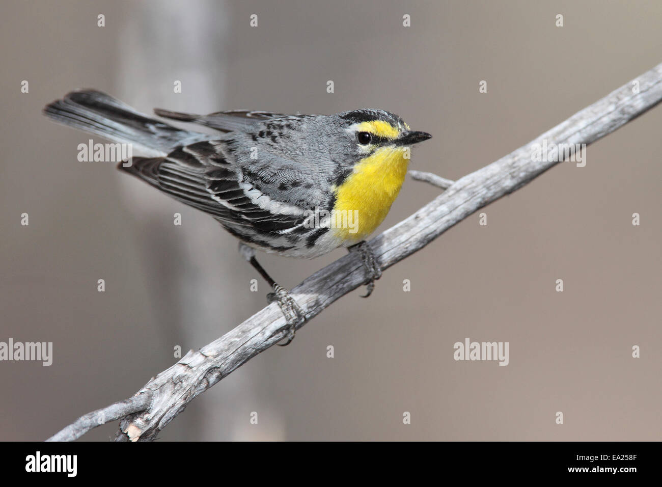 Dendroica hi-res stock photography and images - Alamy