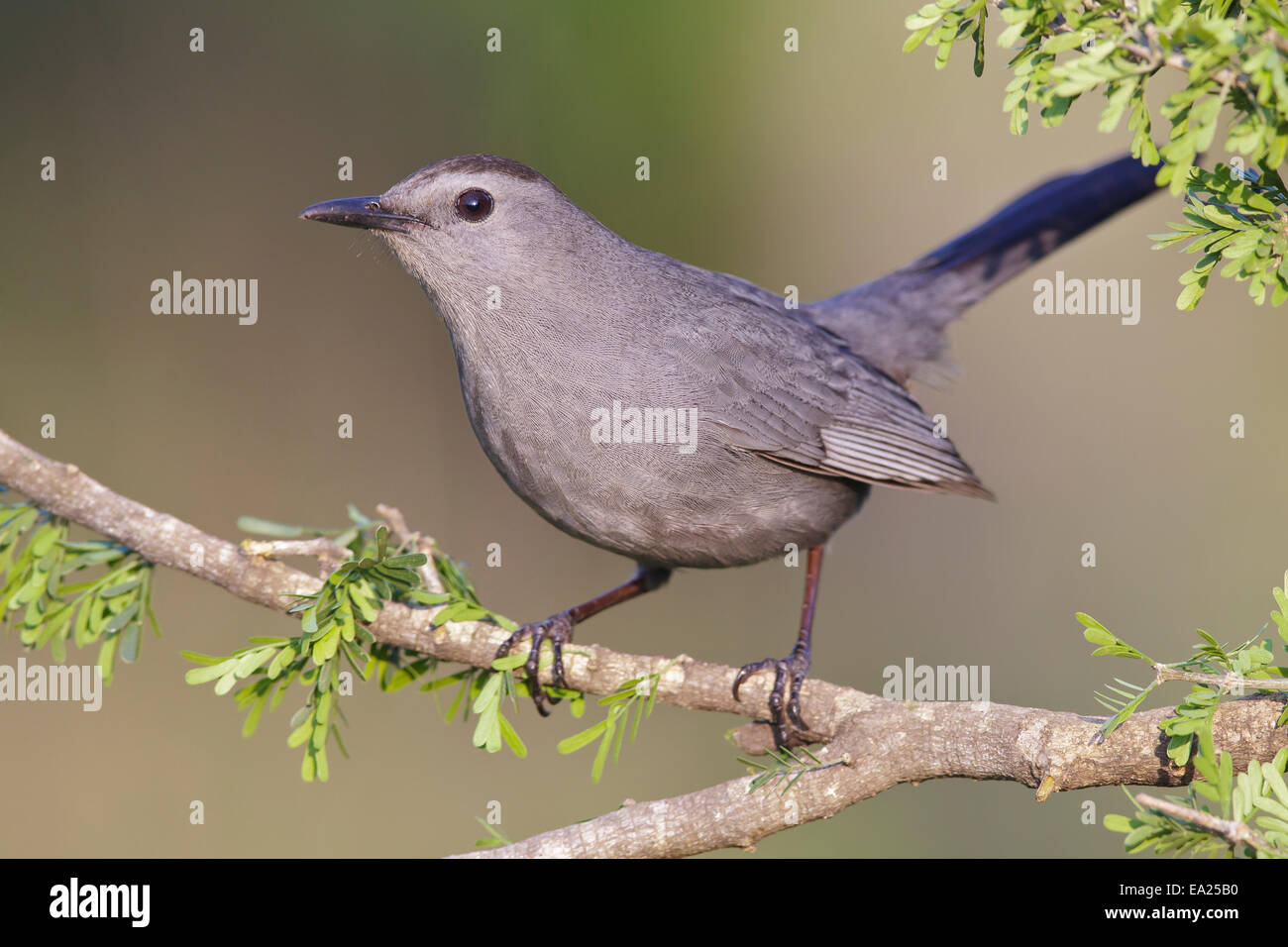 Grey Catbirds High Resolution Stock Photography and Images - Alamy