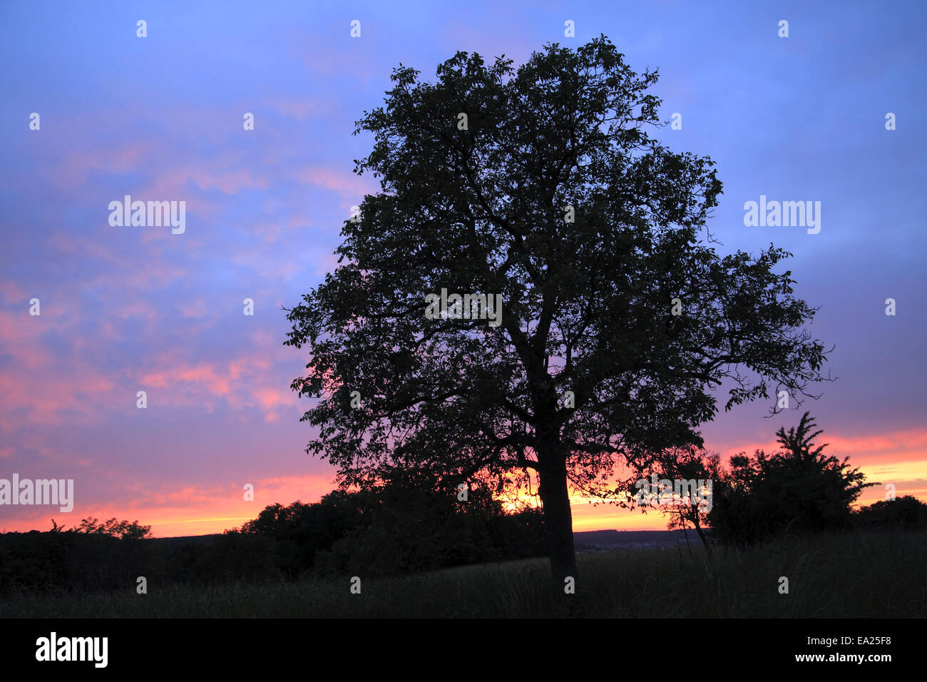Walnut tree france hi-res stock photography and images - Alamy