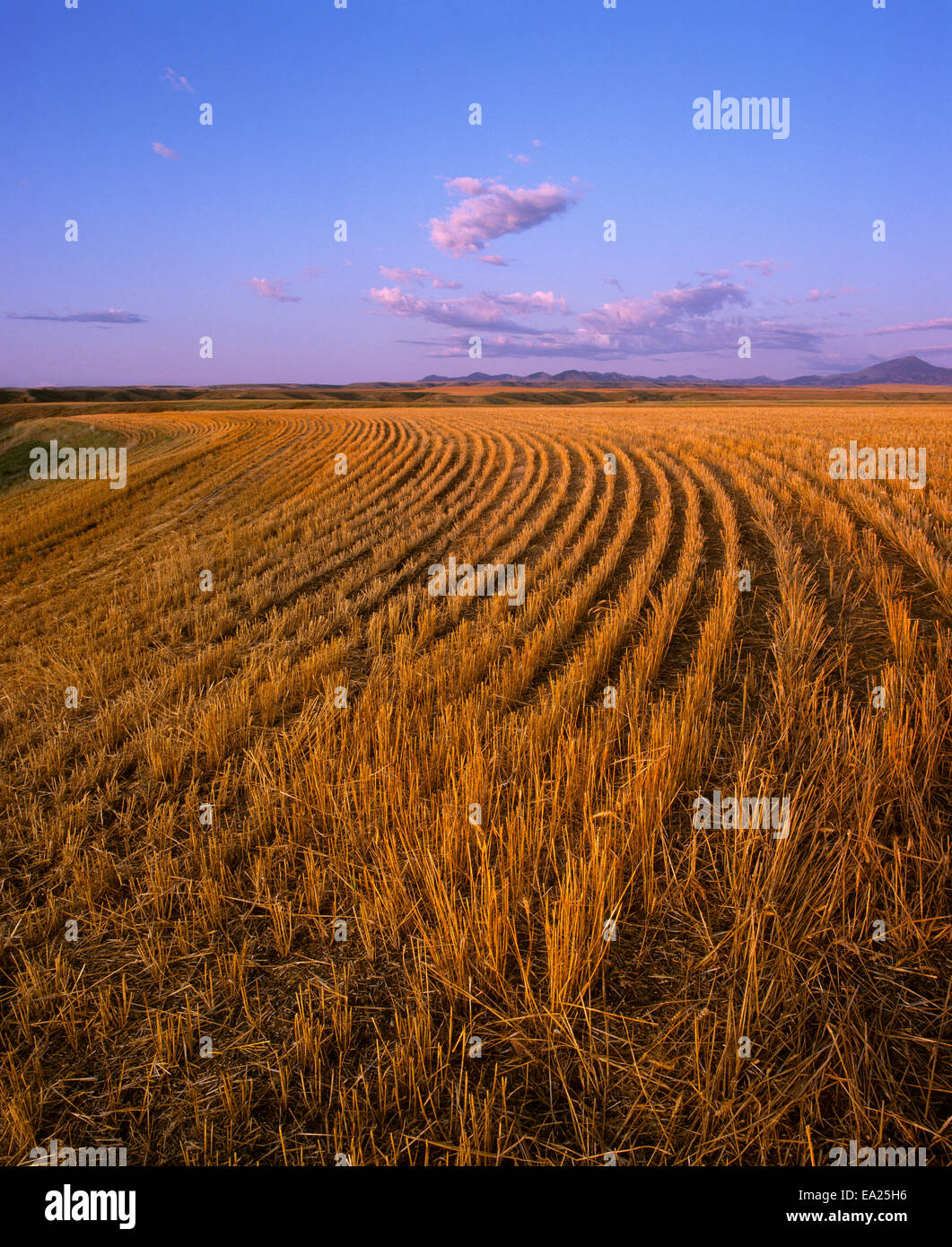 Agriculture - Wheat field stubble / Central Montana, USA Stock Photo ...