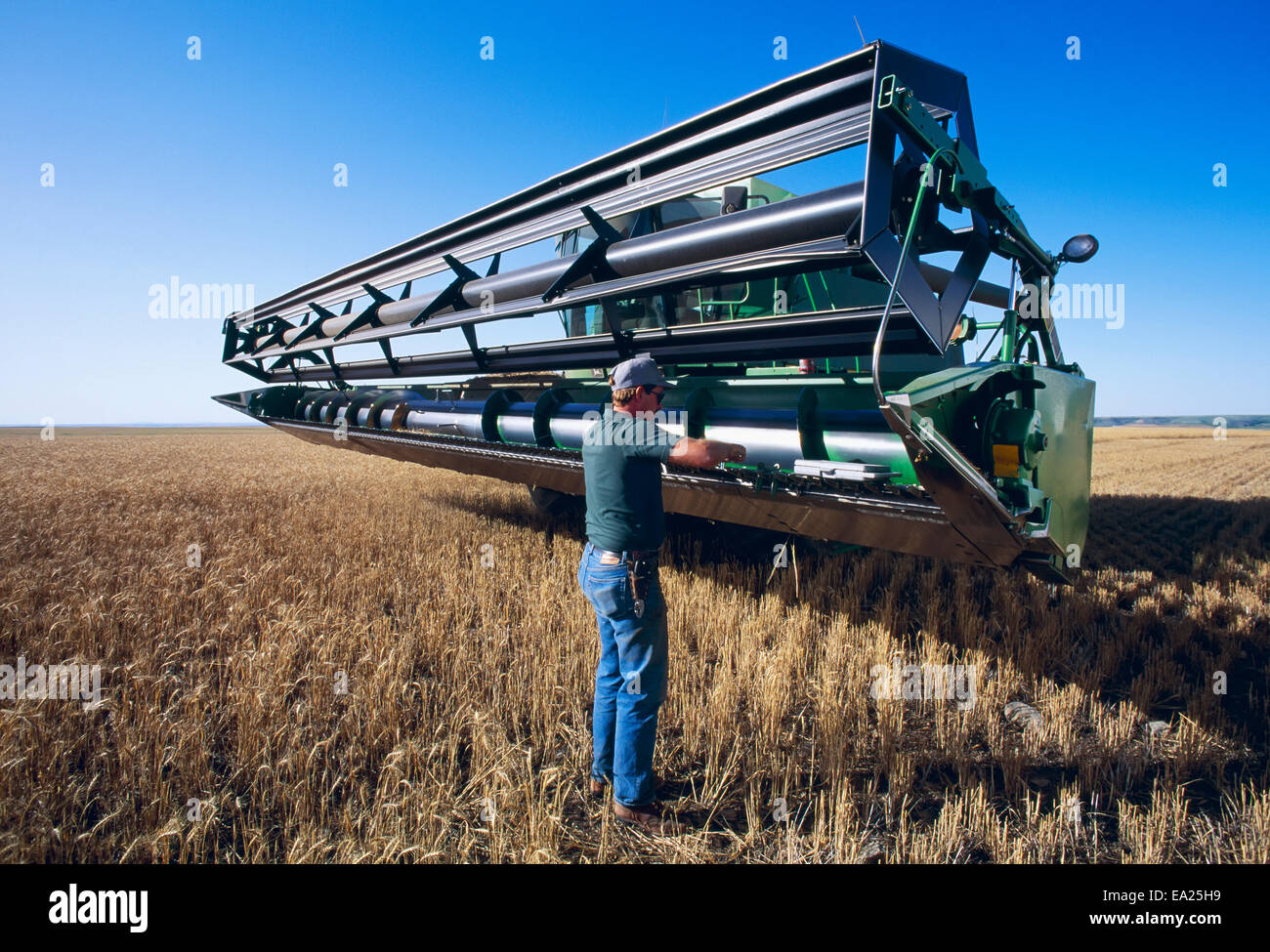 Agriculture - Farmer repairing sickle blade on combine damaged by rocks ...
