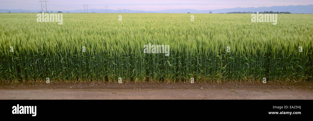 Agriculture - Green wheat field / South Central Colorado, USA Stock ...