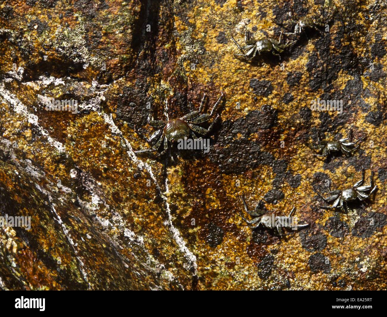 Crabs on a Rock Stock Photo - Alamy