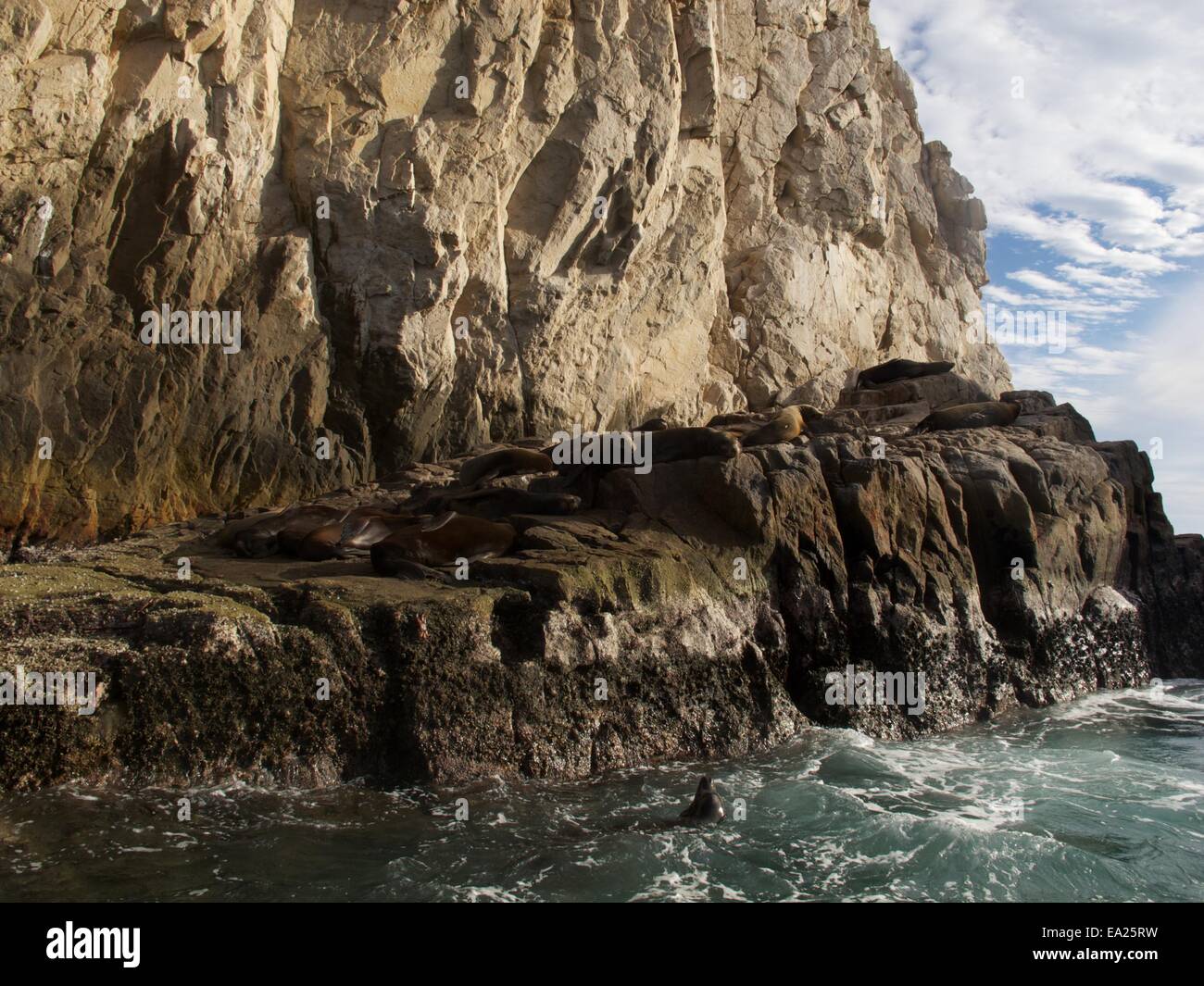 Seals on Seal Rock Stock Photo - Alamy