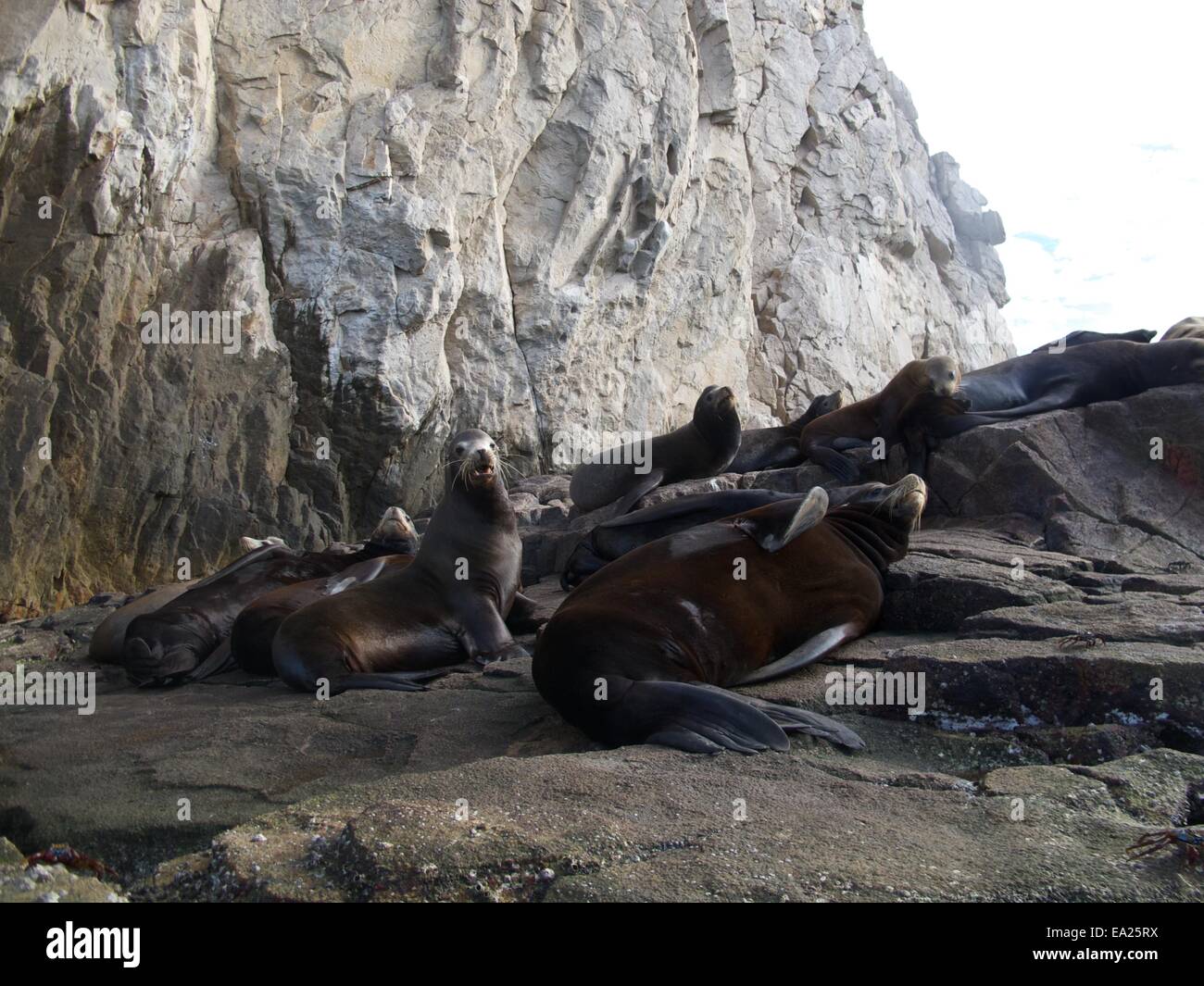 Seals on Seal Rock Stock Photo - Alamy
