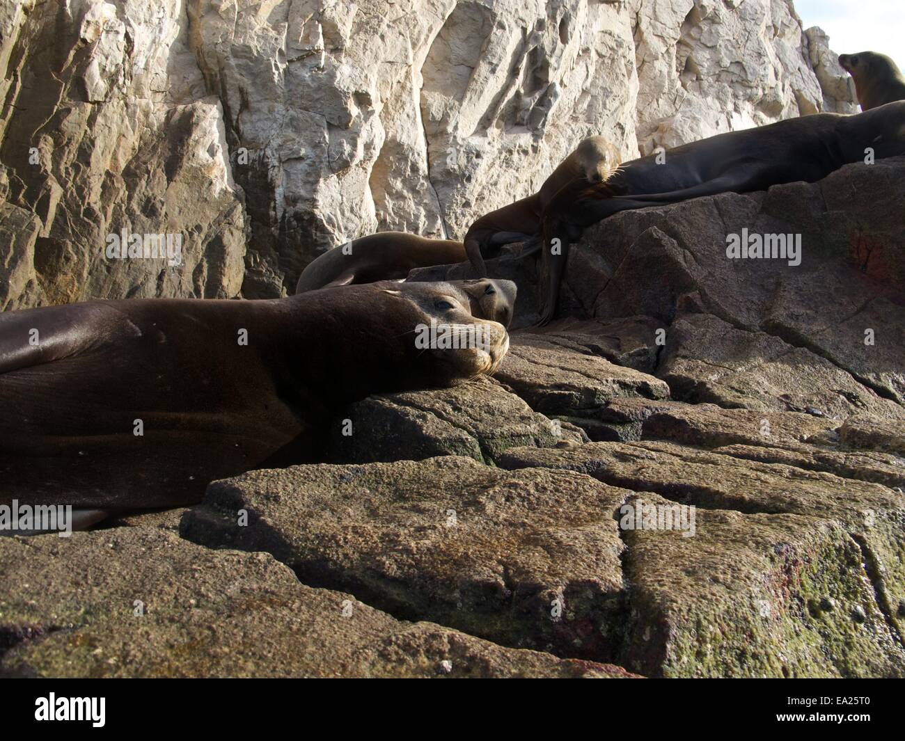 Seals on Seal Rock Stock Photo - Alamy