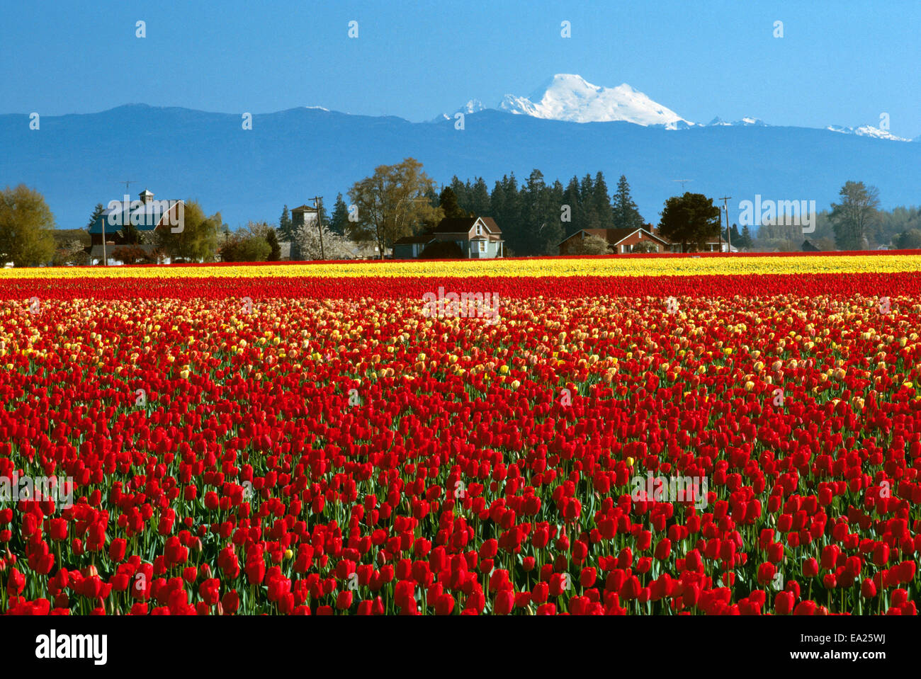 Agriculture - Flowers, commercial tulip field, Mt. Baker in the ...