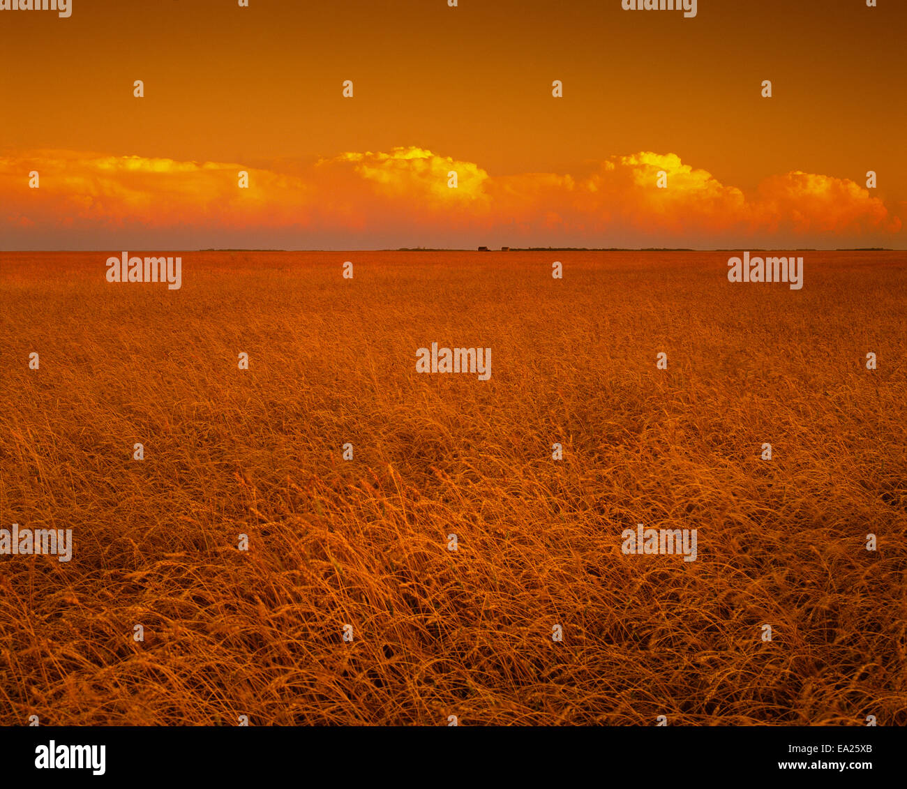Agriculture - Mature wheat field in sunset light with cumulonimbus ...