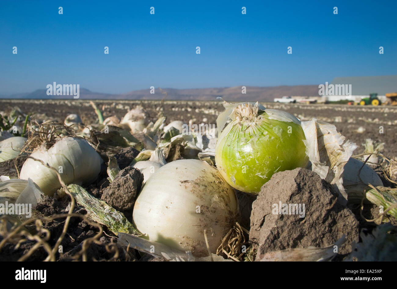 Kathy fields hi-res stock photography and images - Alamy