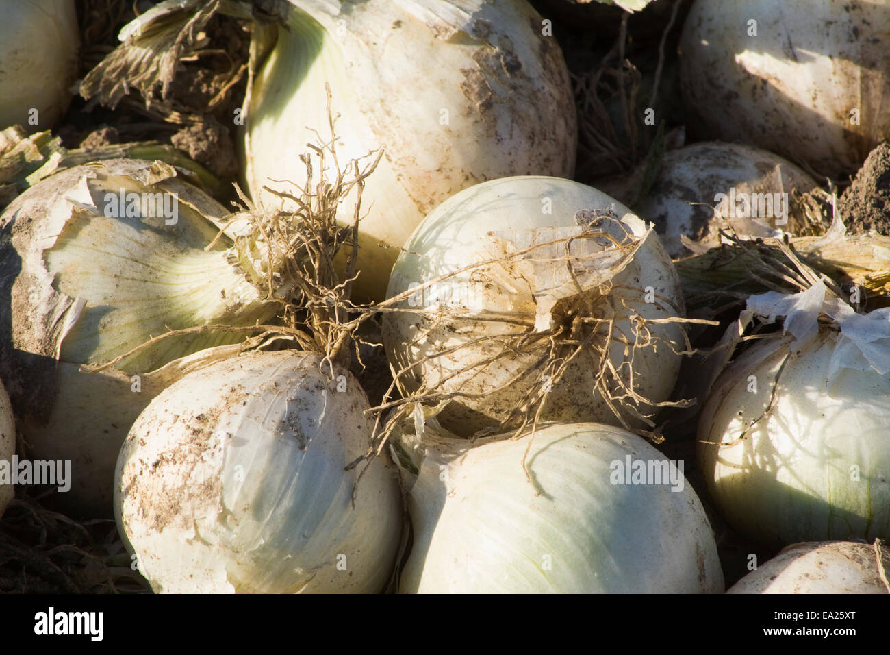 Closeup of white onions that have been dug up are curing in the field ...