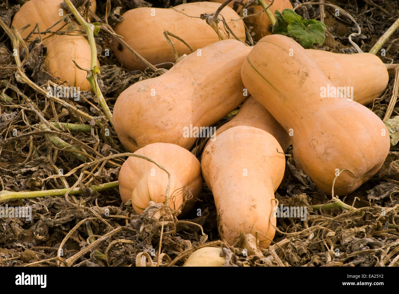 Agriculture - Butternut squash in the field ready for harvest / near ...