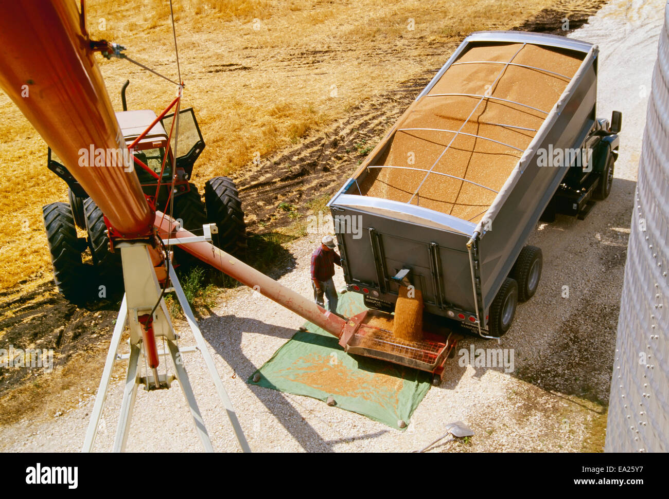 Agriculture - A farmer augers spring wheat from a grain truck up into a ...