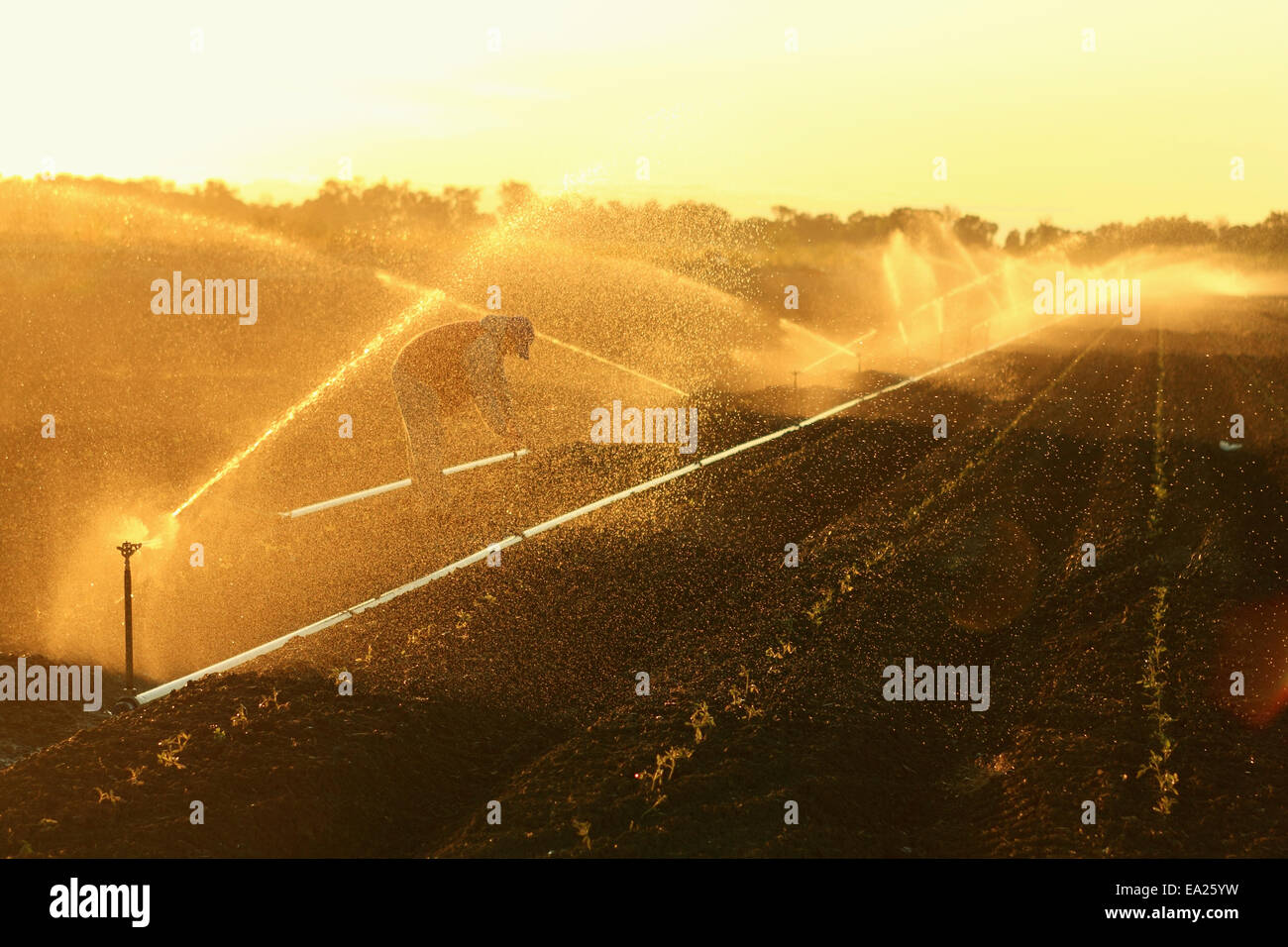 Agriculture maturing processing tomato field hi-res stock photography ...