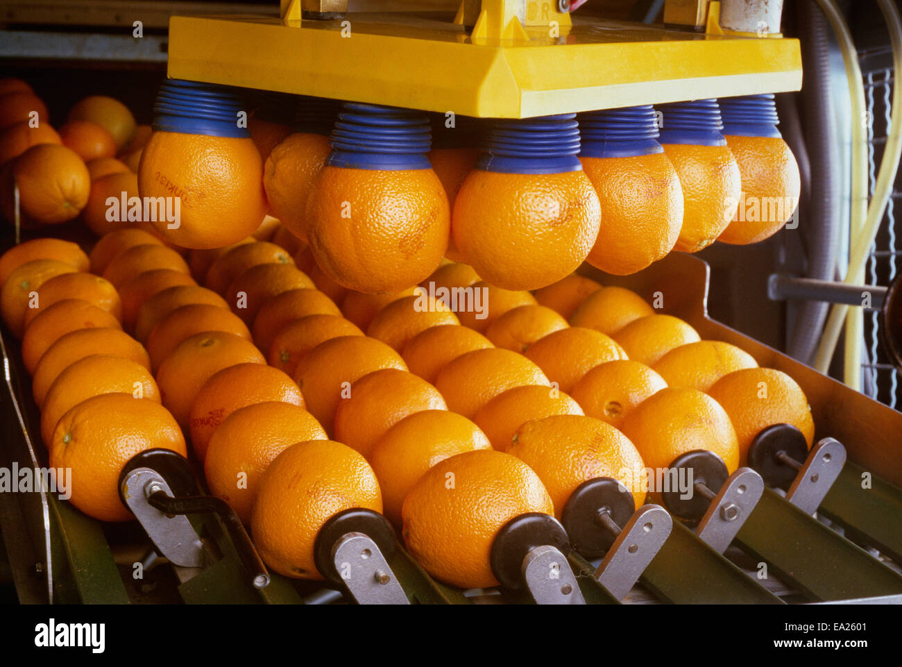 Agriculture - Citrus packing plant, closeup of oranges going through a ...
