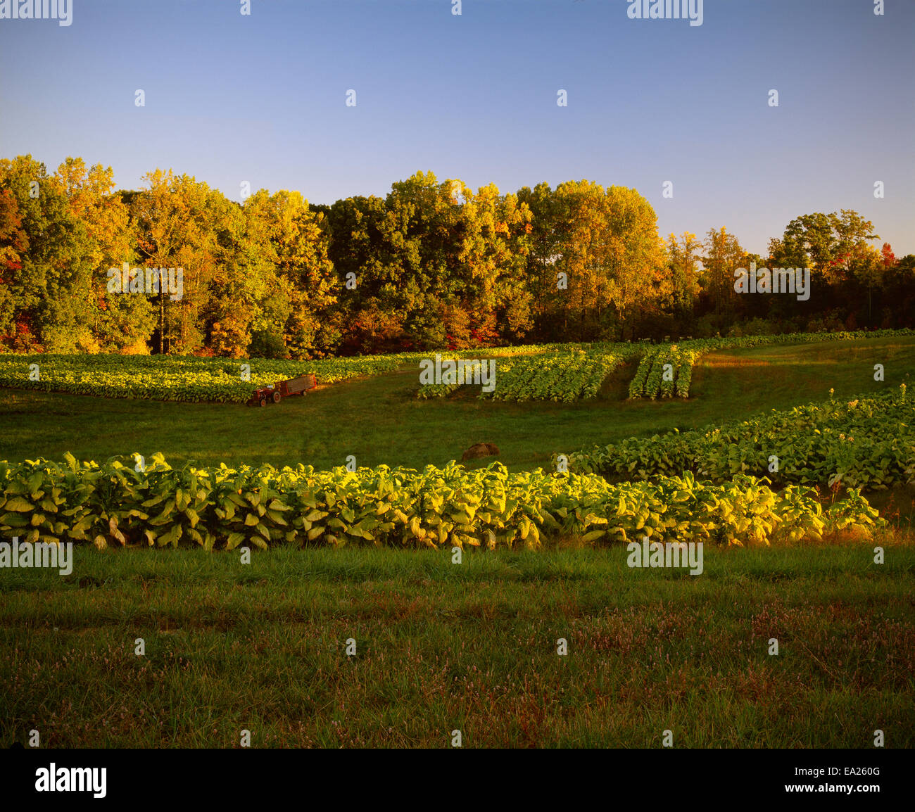 What Is The Agriculture In North Carolina at Greg Booth blog