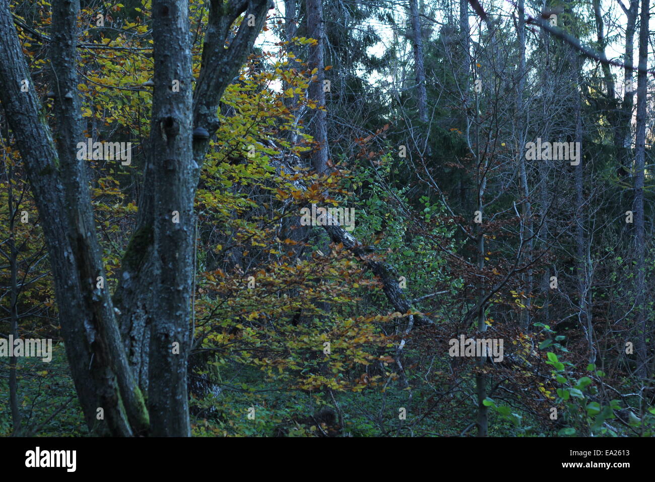 Autumn forest landscape Stock Photo - Alamy
