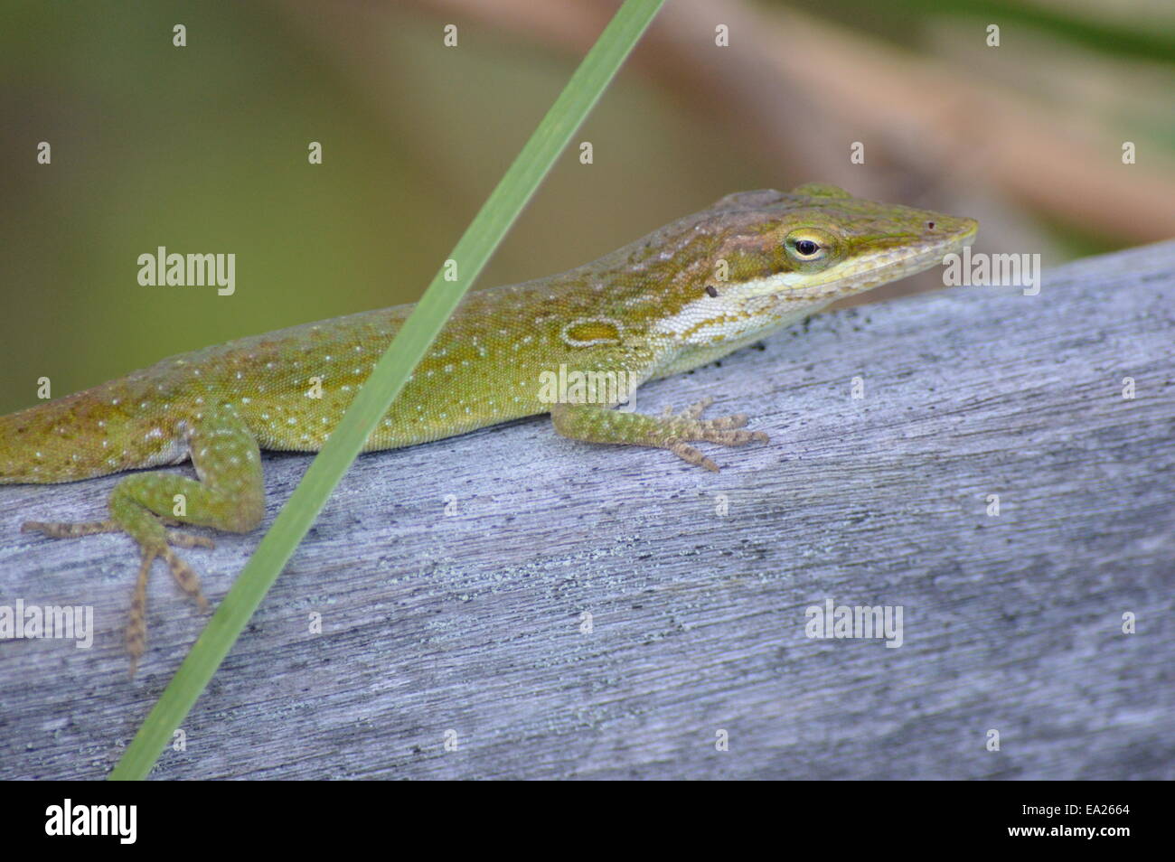 A green Anole Stock Photo - Alamy