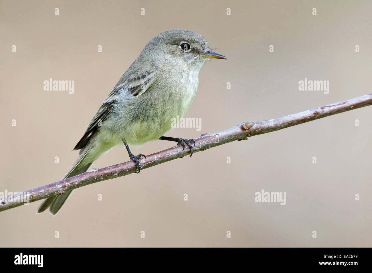 Grey flycatcher hi-res stock photography and images - Alamy