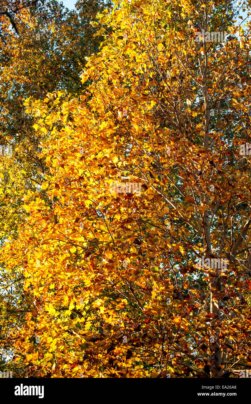 Fall colors in Tennessee Stock Photo - Alamy