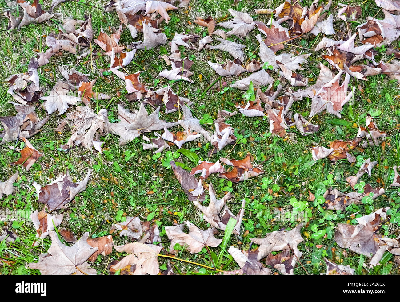 Autumnal scene of dried leaves fallen from tree Stock Photo - Alamy