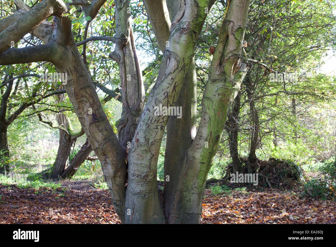 Messages On A Tree High Resolution Stock Photography and Images - Alamy