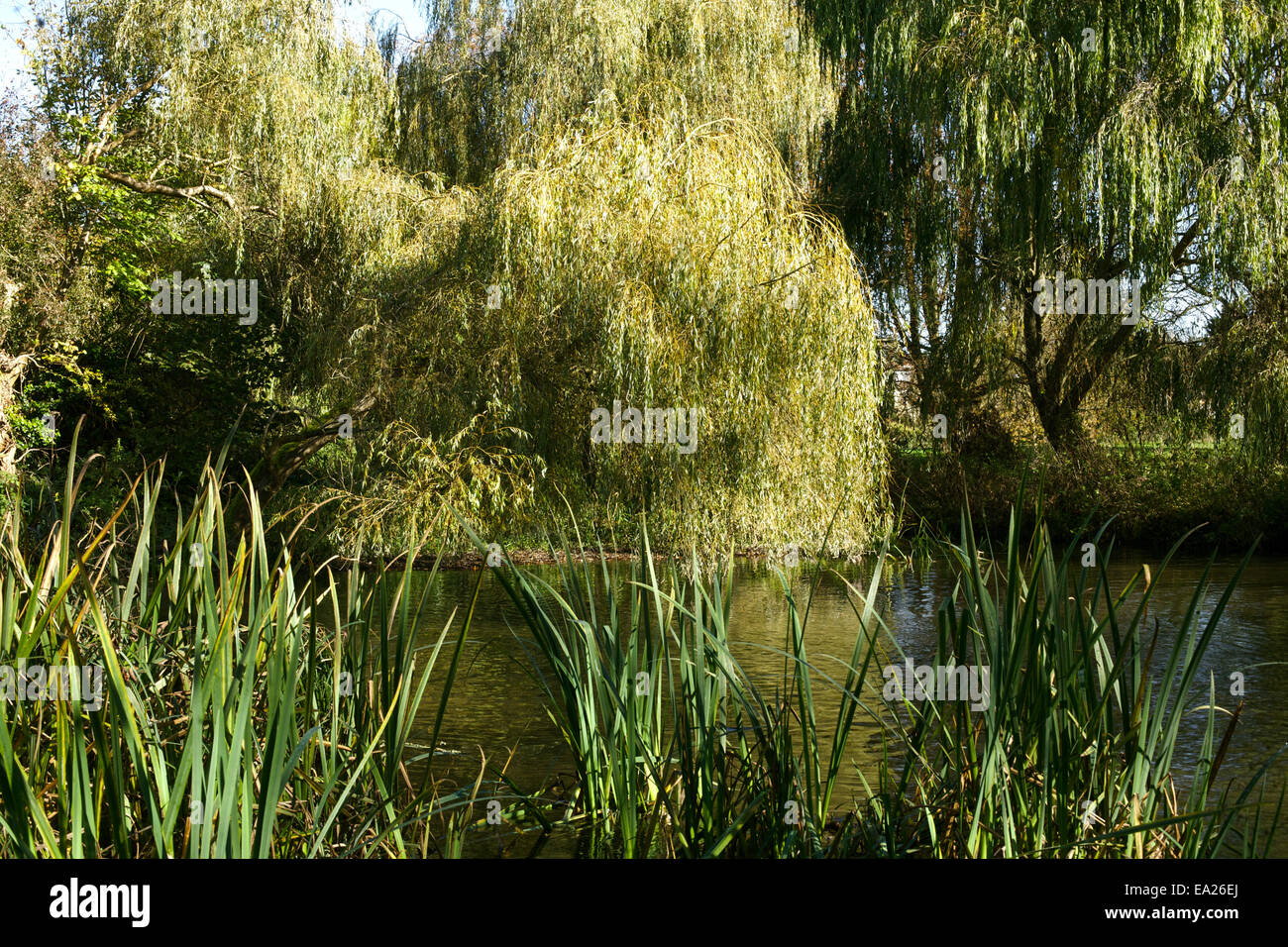 reeds and weeping willows Stock Photo - Alamy