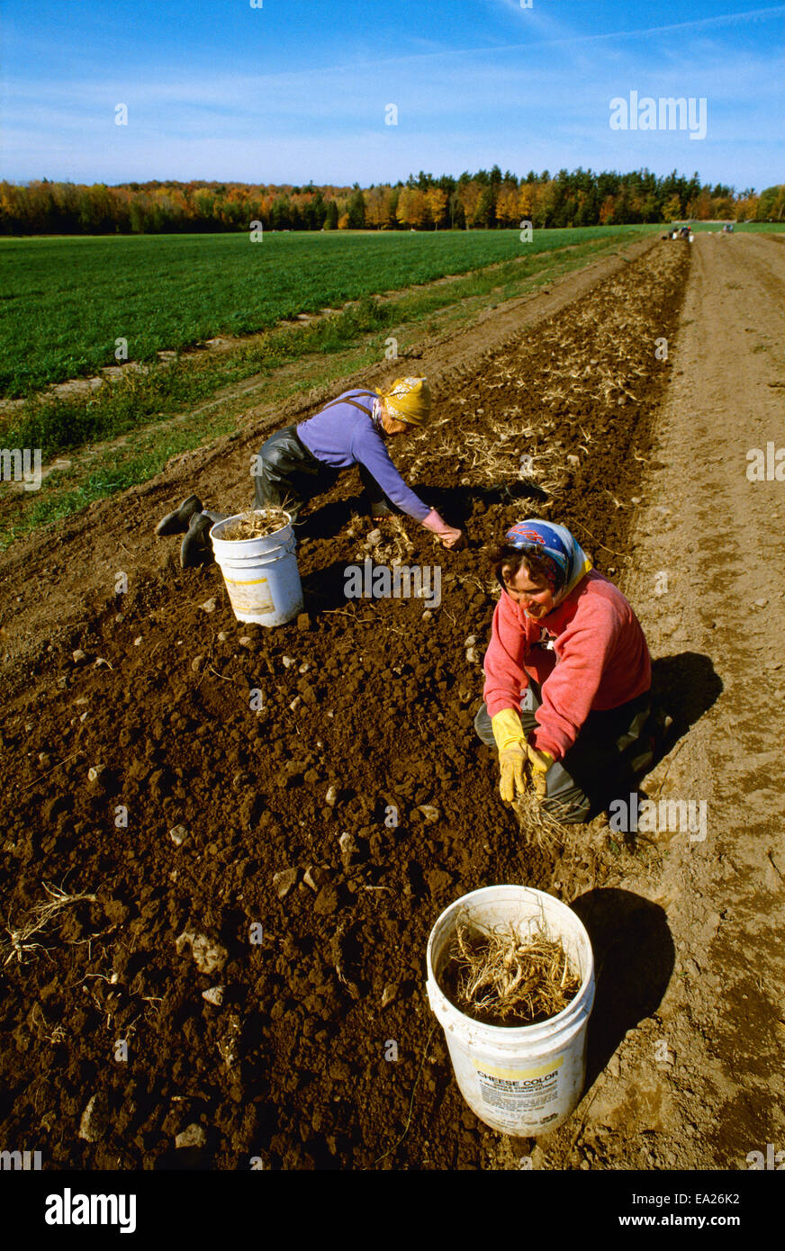 Ginseng Field High Resolution Stock Photography and Images - Alamy