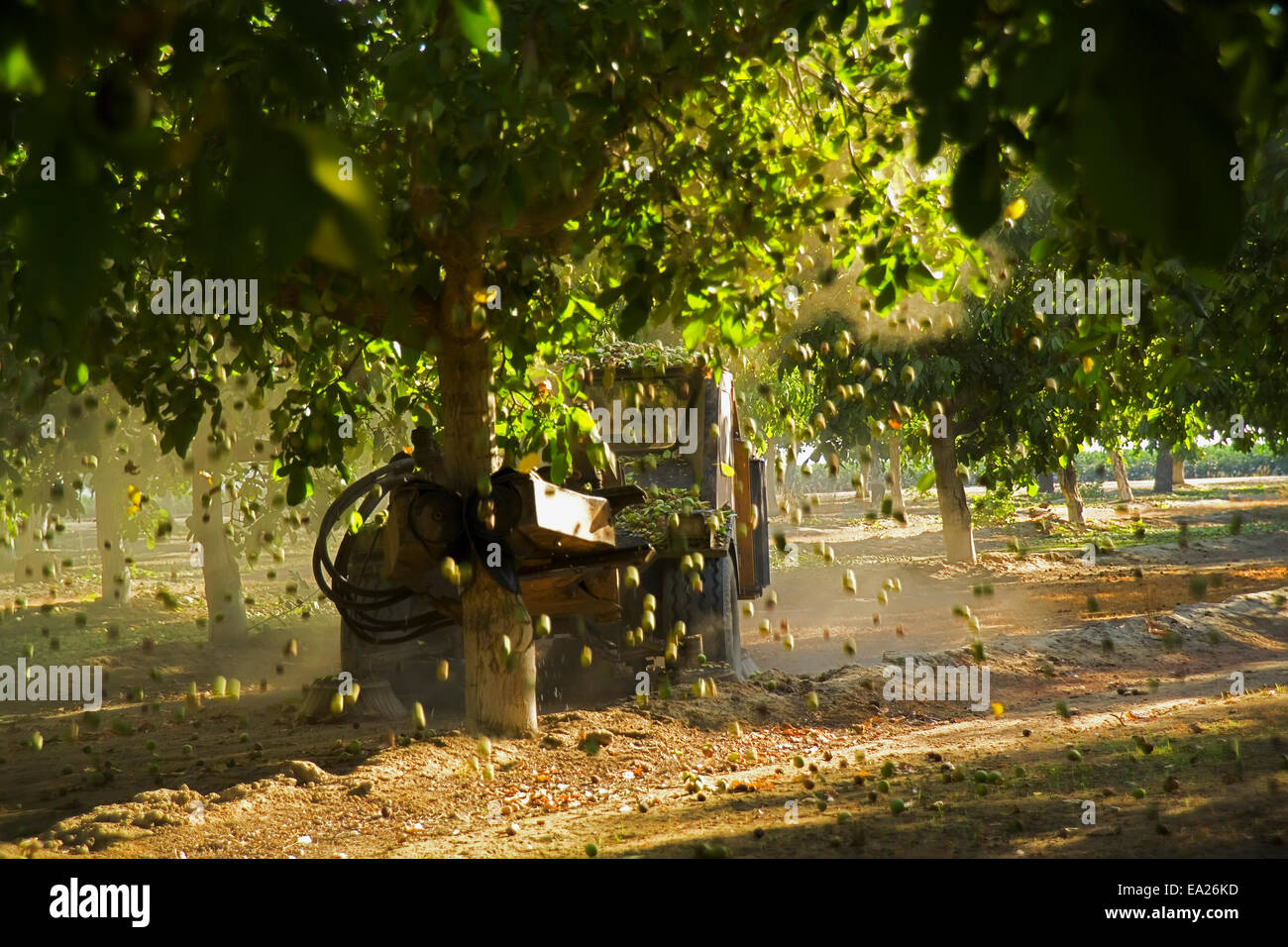 Tree shaker nuts hi-res stock photography and images - Alamy
