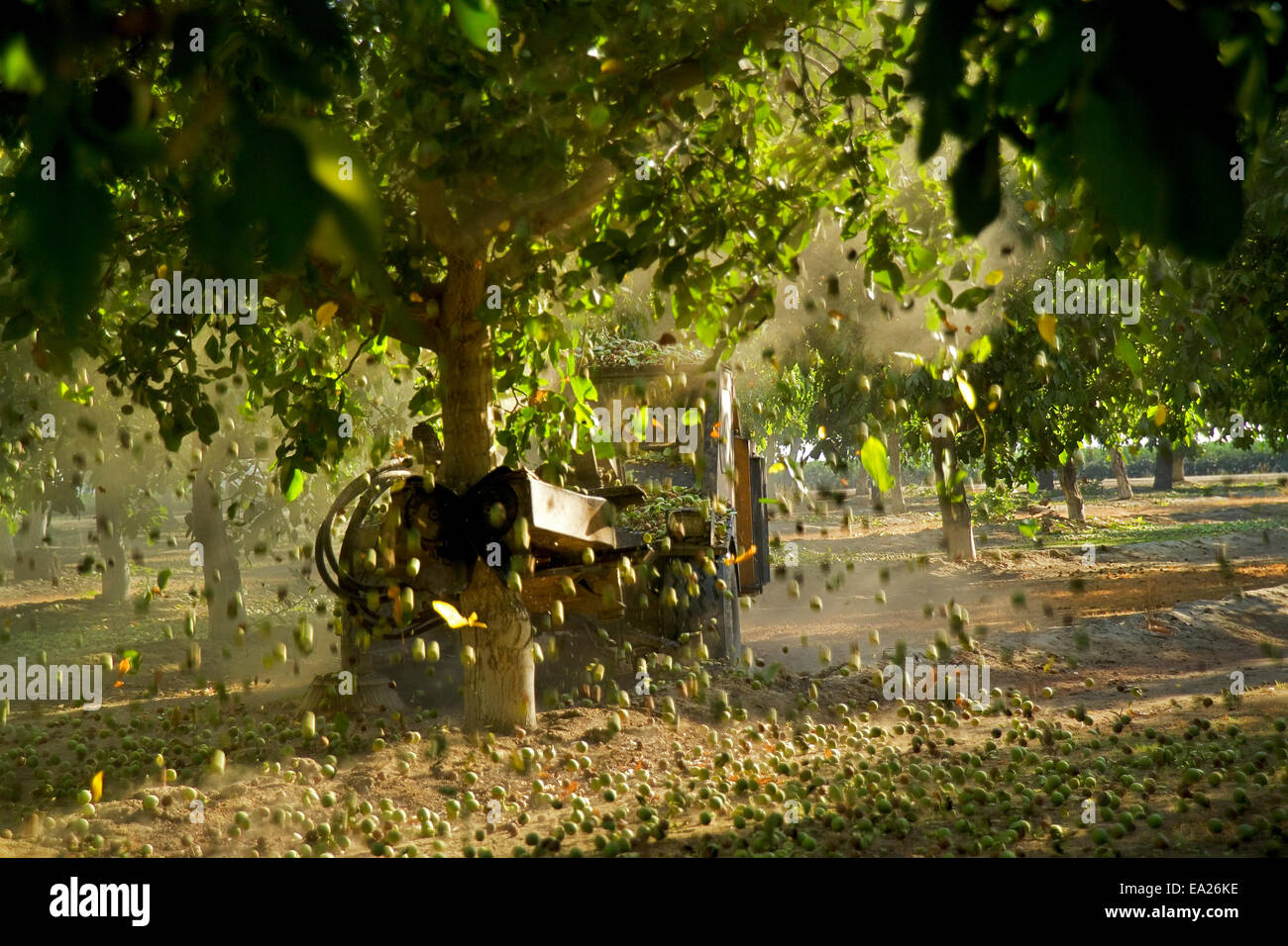 Tree shaker nuts hi-res stock photography and images - Alamy