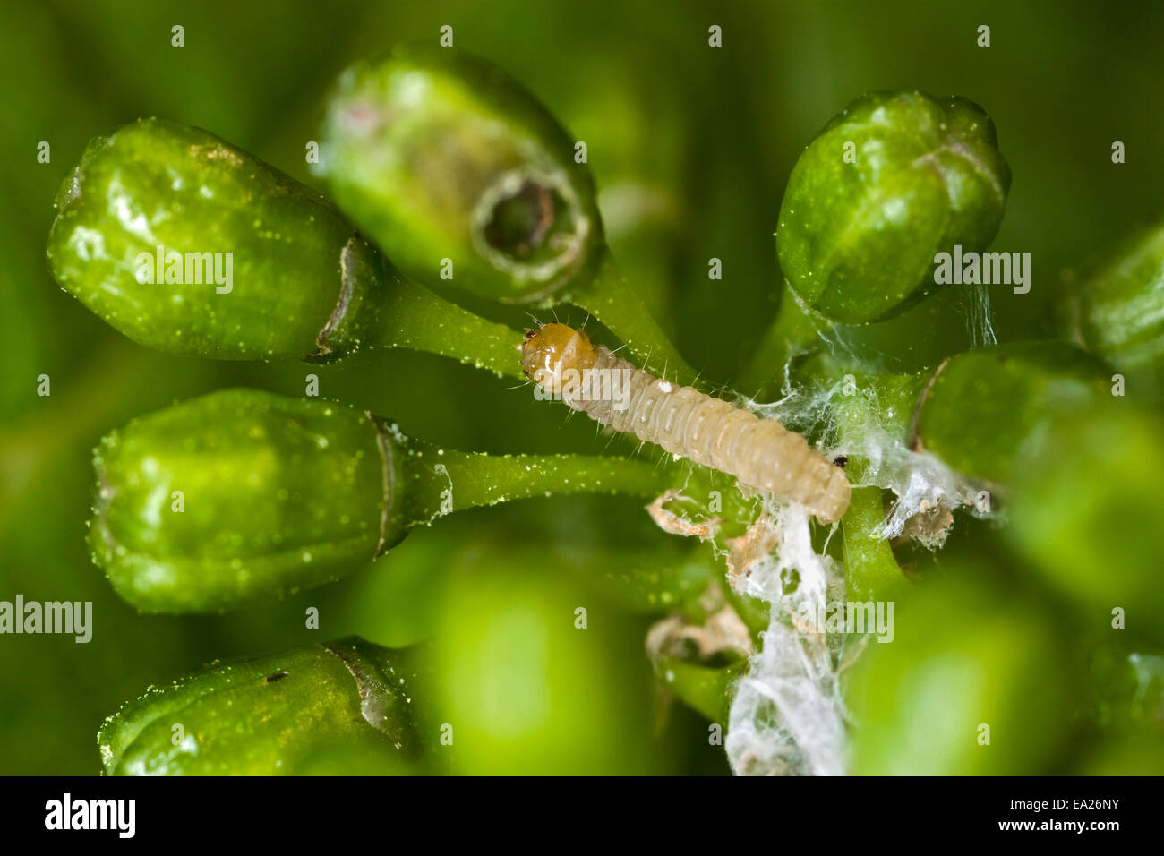 Agriculture European Grapevine Moth Lobesia High Resolution Stock ...