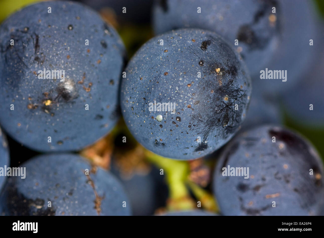 European Grapevine Moth (Lobesia botrana) egg freshly laid on the ...