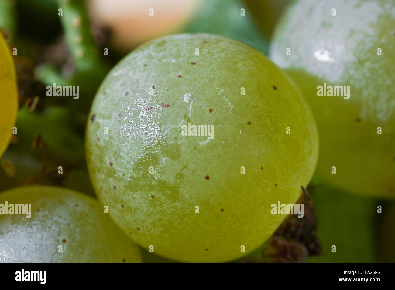 European Grapevine Moth (Lobesia botrana) empty shell of a hatched egg ...