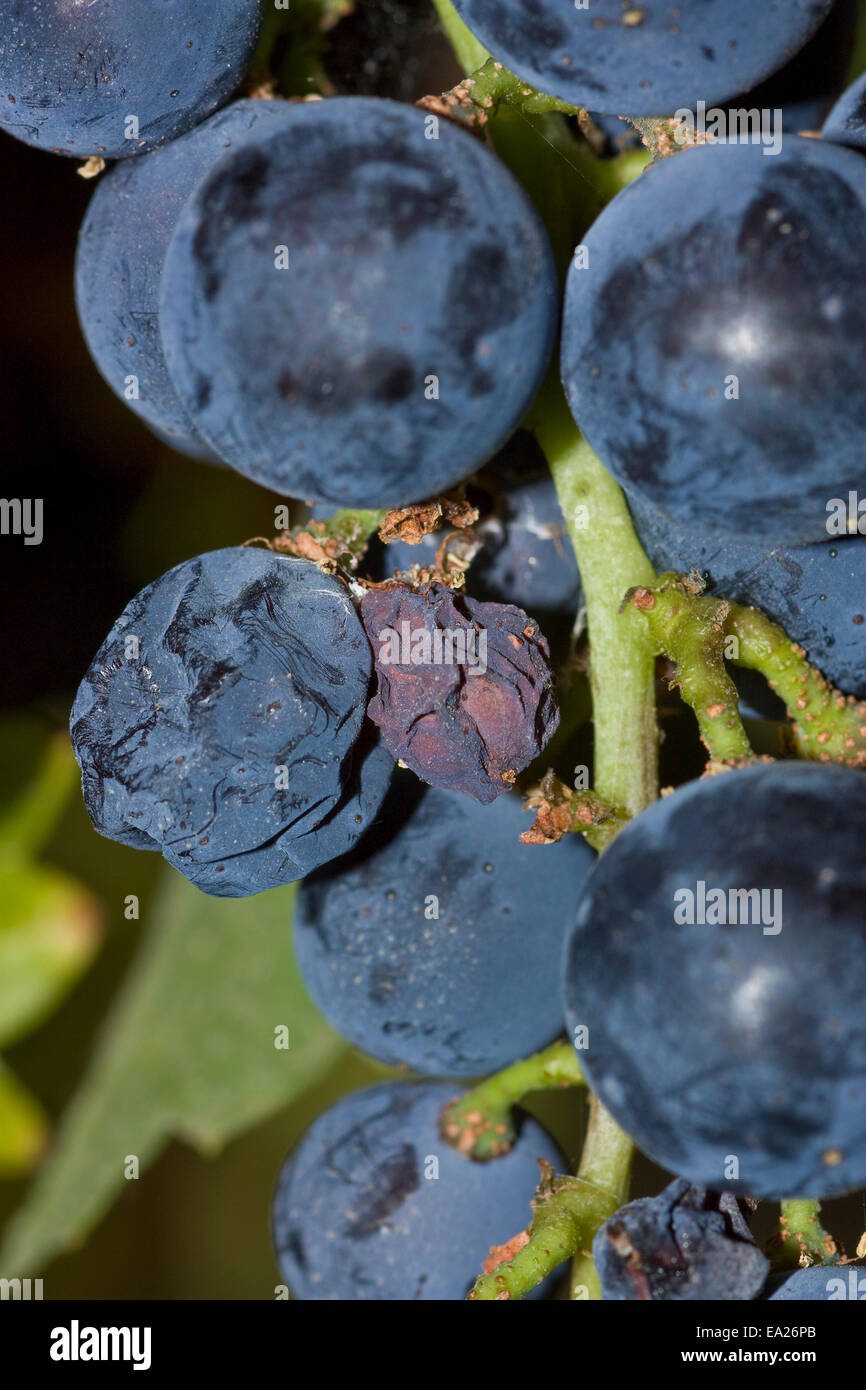 Shrivel shriveled hi-res stock photography and images - Alamy