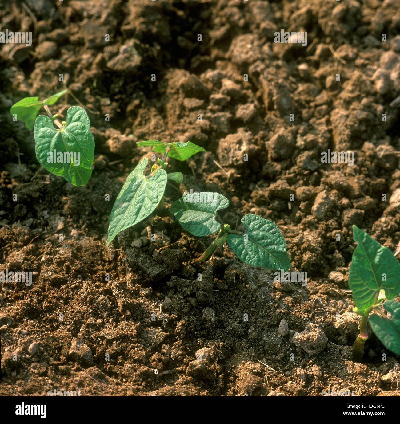 Black turtle beans plant hi-res stock photography and images - Alamy
