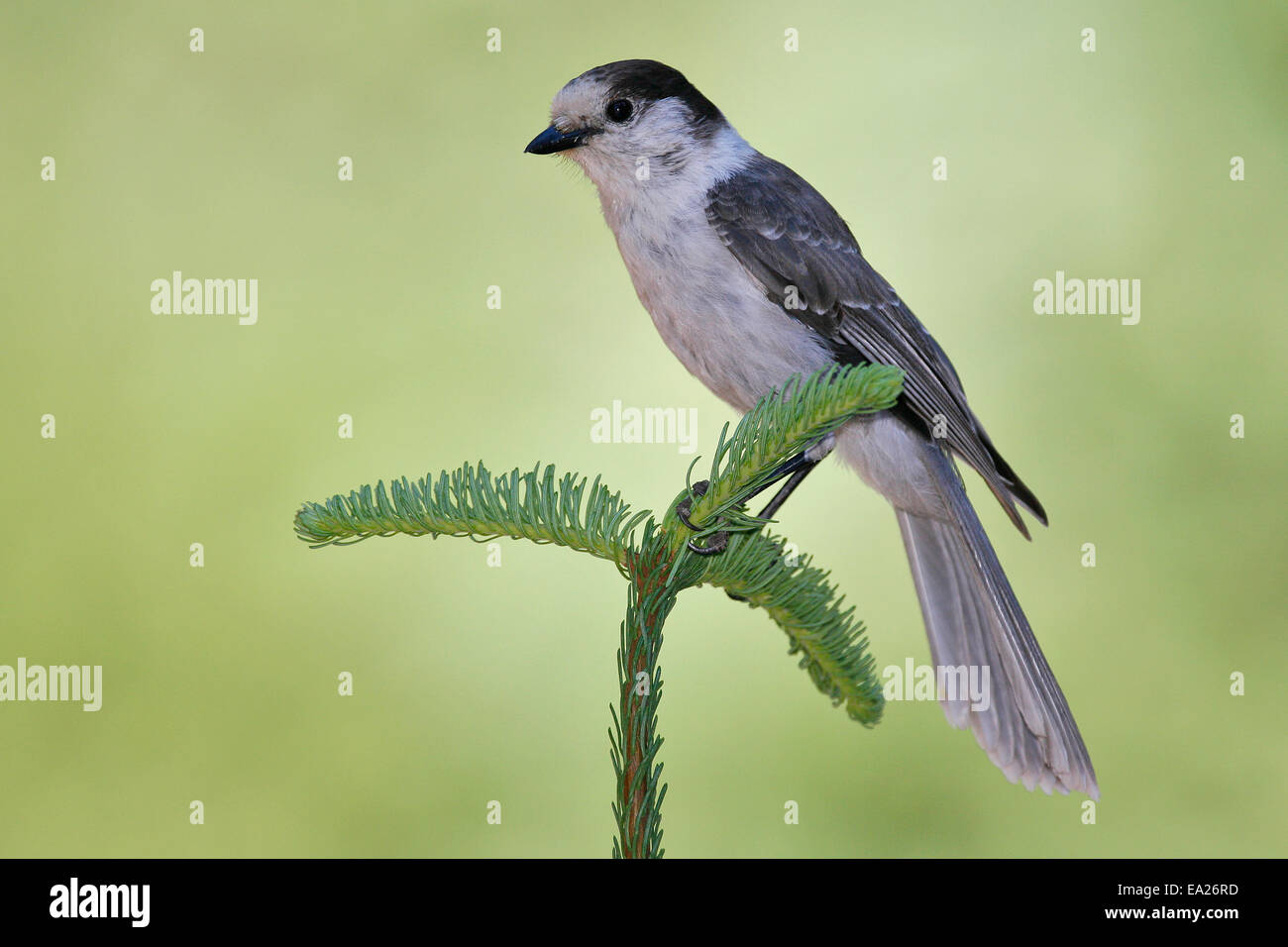 Gray Jay - Perisoreus canadensis Stock Photo - Alamy