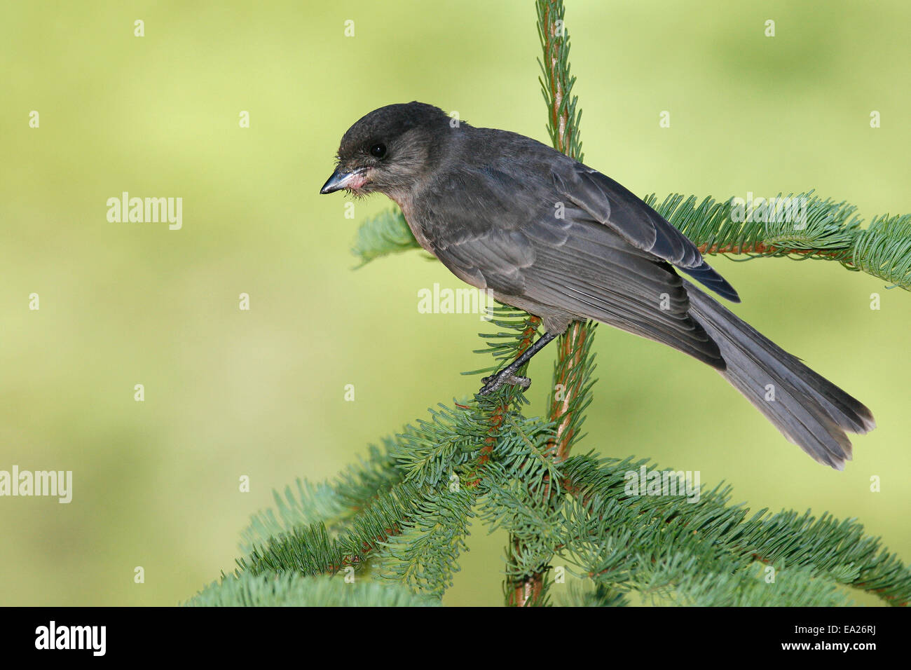 Gray Jay - Perisoreus canadensis Stock Photo - Alamy