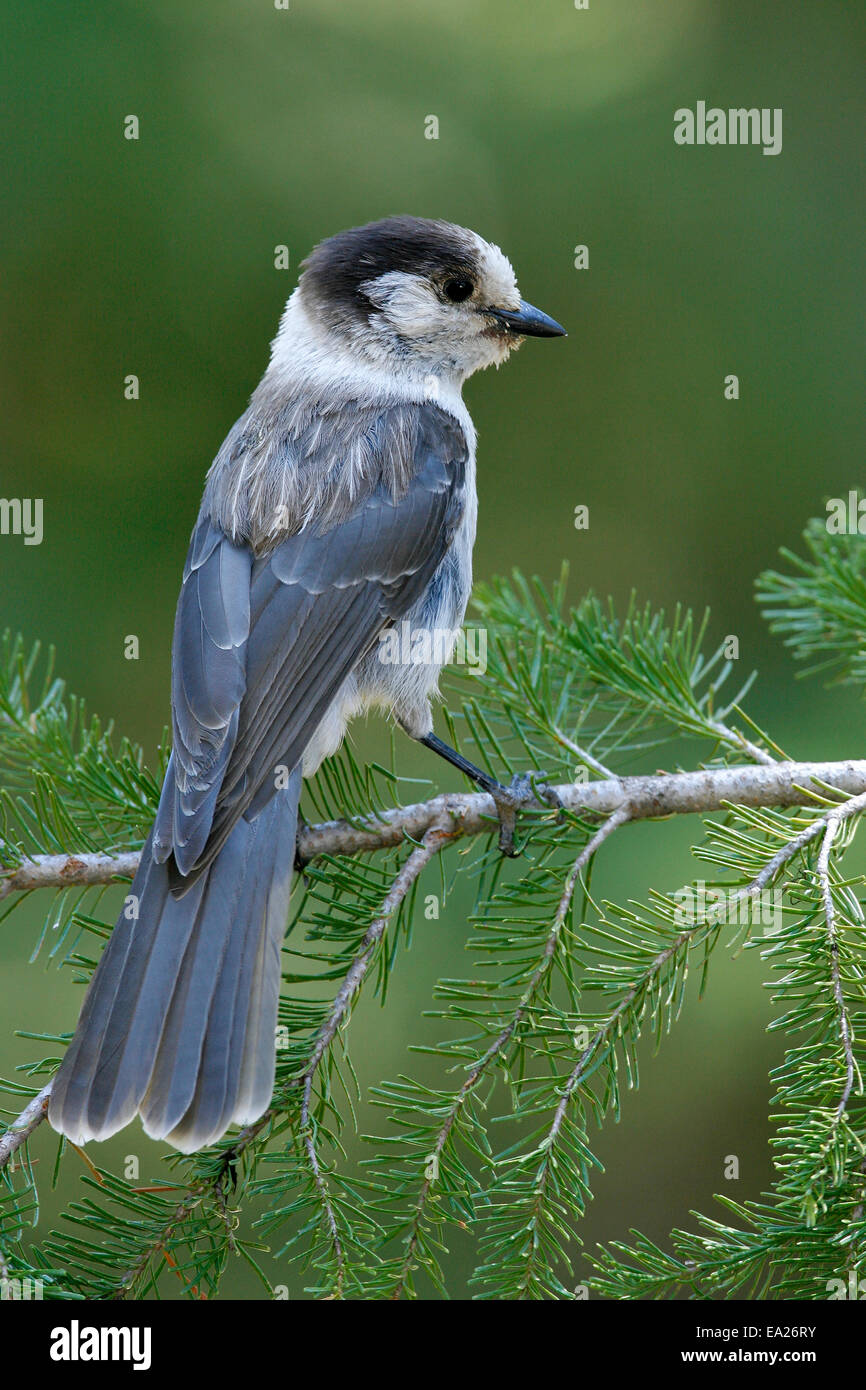 Gray Jay - Perisoreus canadensis Stock Photo - Alamy