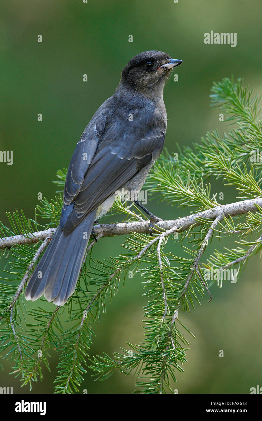 Gray Jay - Perisoreus canadensis - juvenile Stock Photo - Alamy