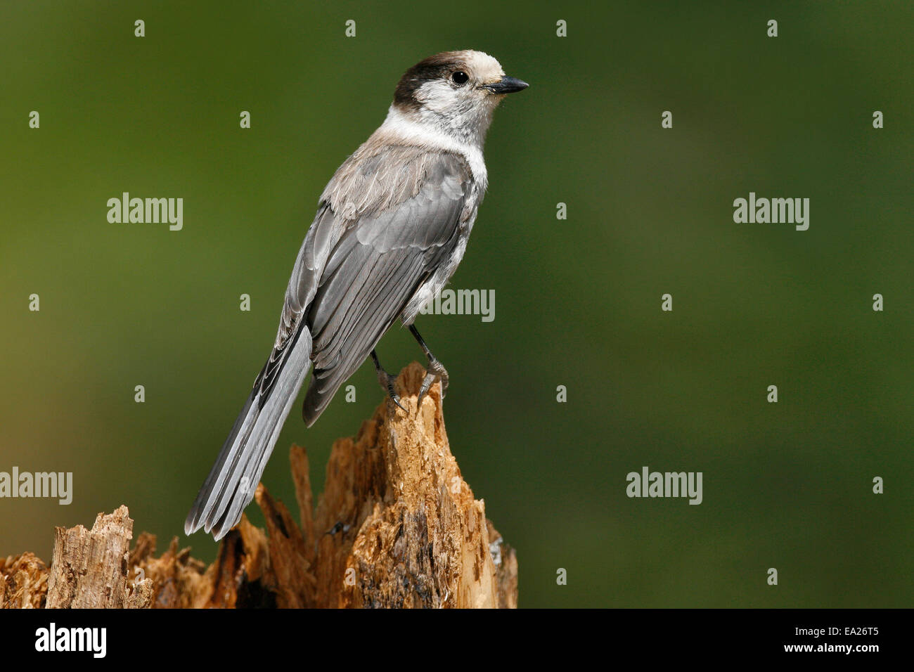 Gray Jay - Perisoreus canadensis Stock Photo - Alamy