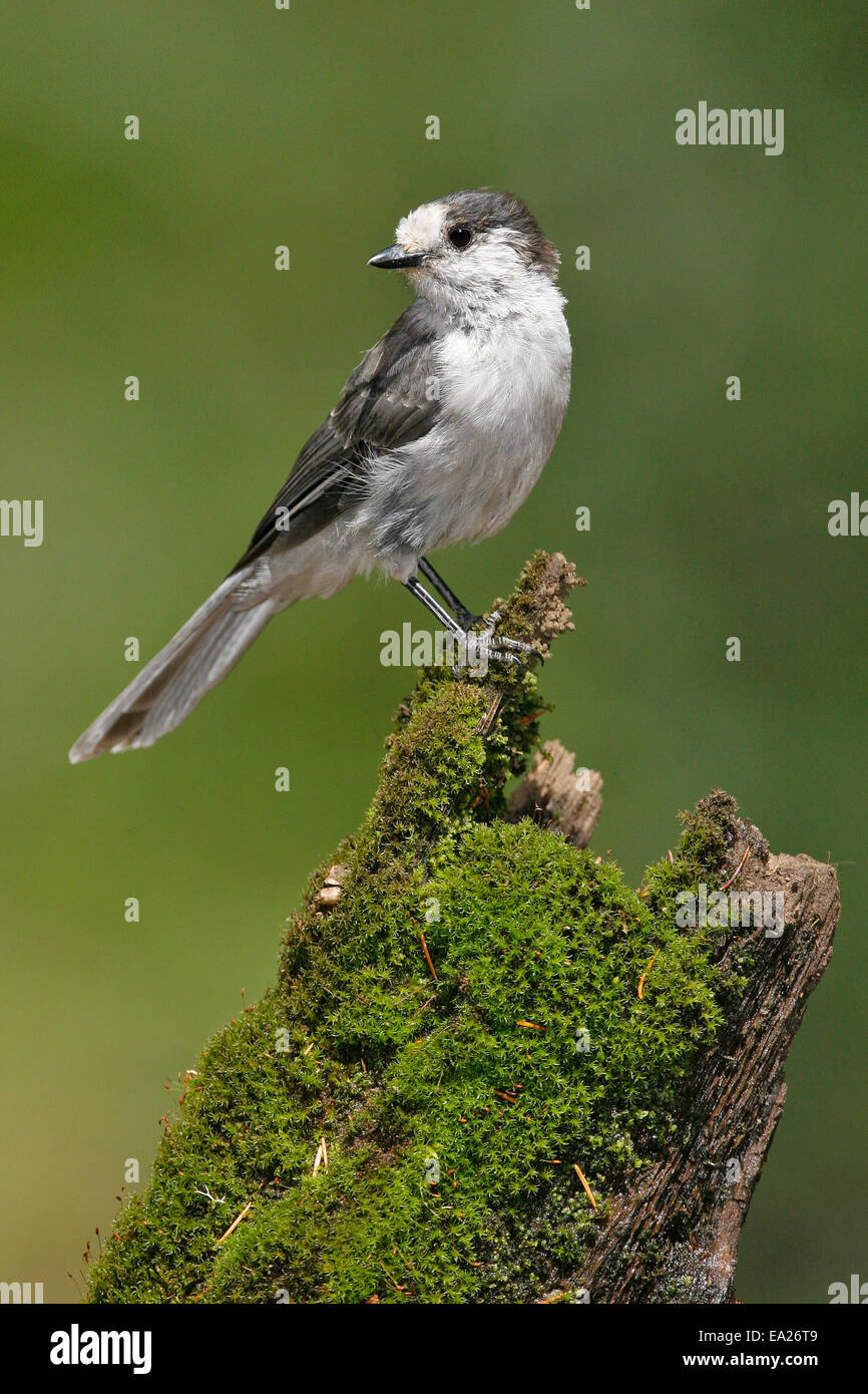 Gray Jay - Perisoreus canadensis Stock Photo - Alamy